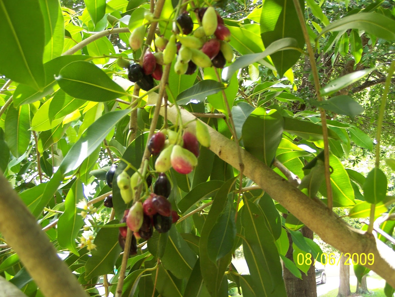 duhat - philippin news collections