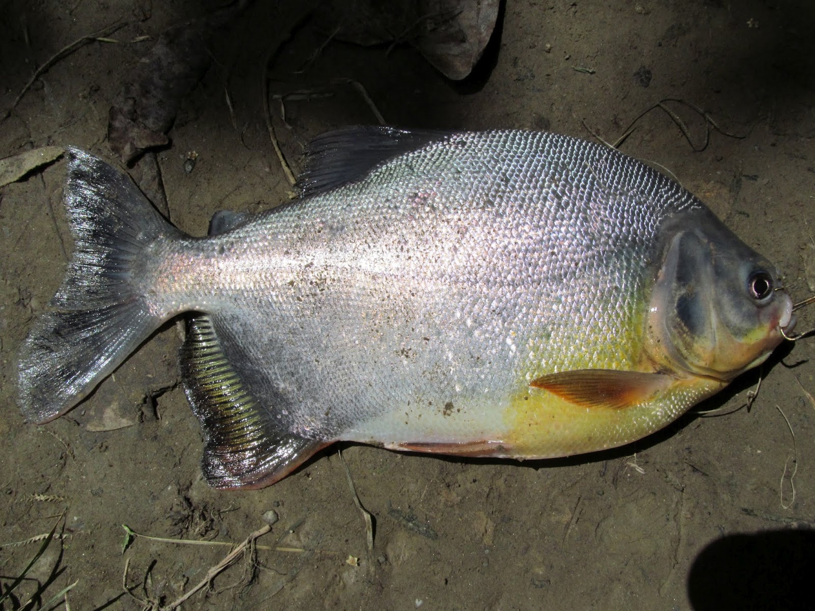 Cachama para la Carlos Sanda: Variedades