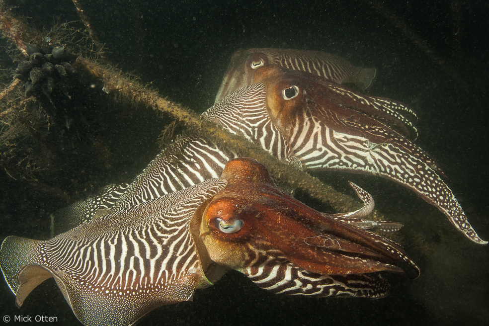 Mick's marine biology: Sepia frenzy: the common cuttlefish is back in town