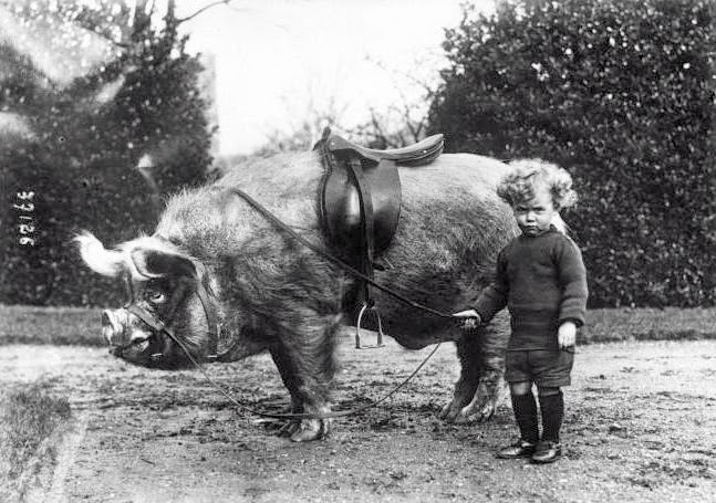 vintage everyday: Pig rider, ca. 1930s