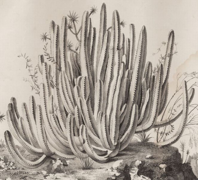 CUADERNO DE GEOGRAFIA CANARIA: Cardones