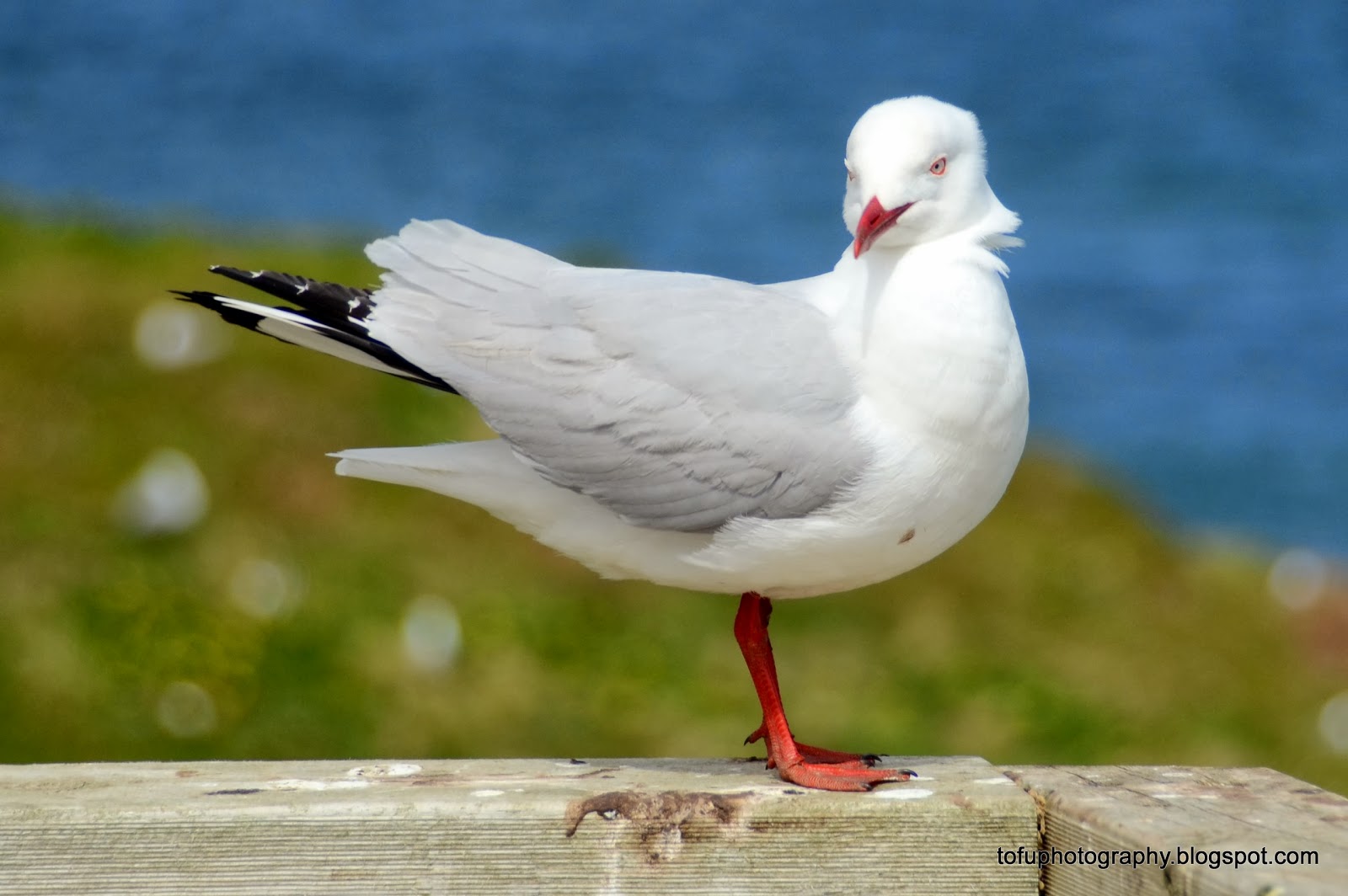 Tofu Photography: Beautiful seagulls