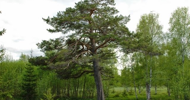 Johan sin fantastiske skoleverden!: Fakta om gran og furu