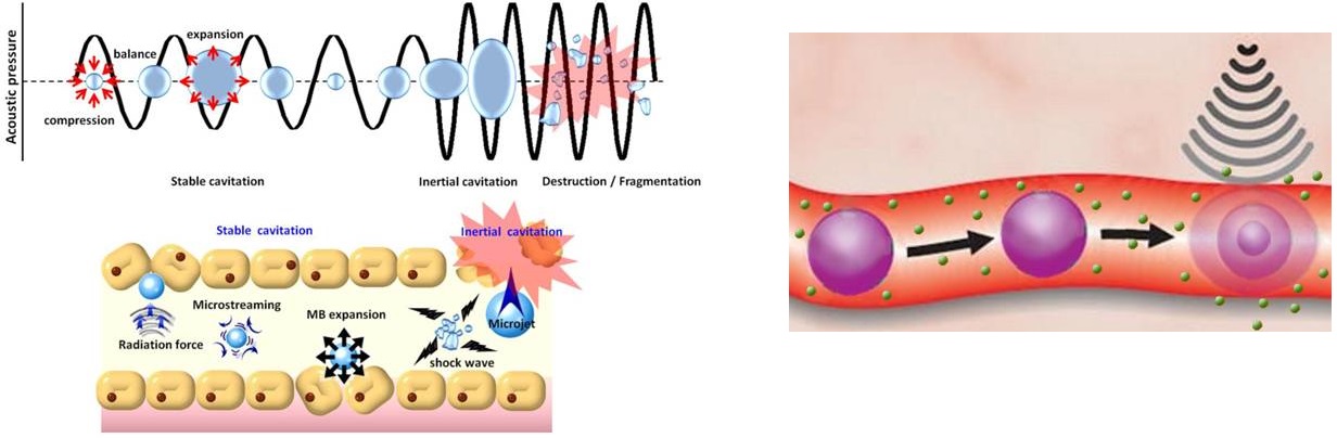 Post-Doc Ergo Propter Hoc: Bursting Bubbles Breach Blood-Brain Barrier ...