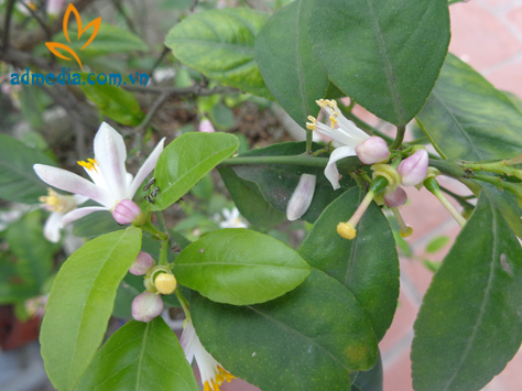 Nghệ thuật xếp hoa hồng bằng những tờ tiền giấy