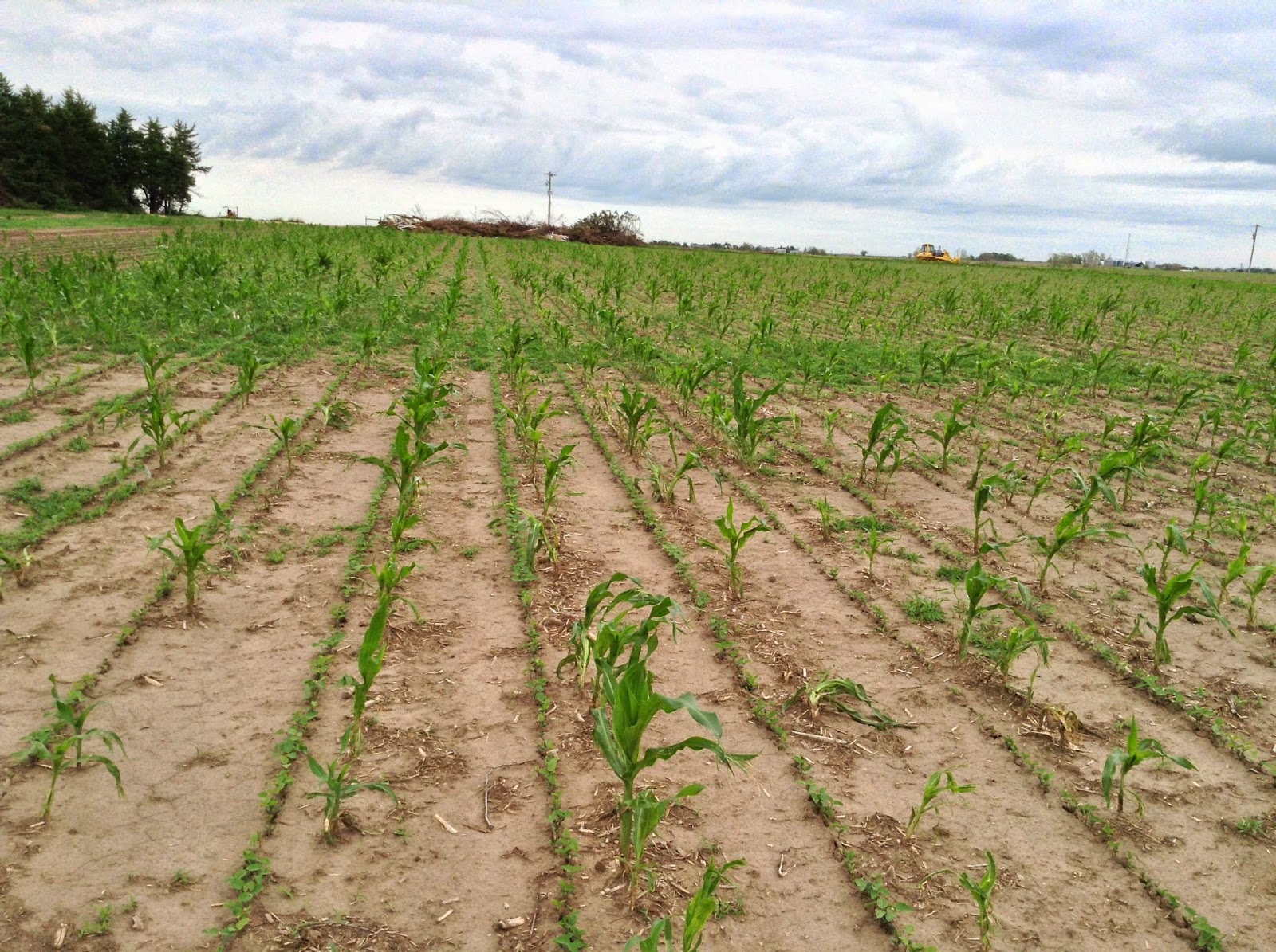 Nebraska Corn Kernels: 54% of Nebraska's Corn Crop ranks "Good"