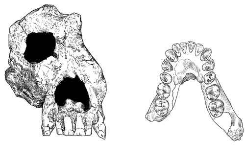 ΠΑΡΑ ΔΗΜΟΝ ΟΝΕΙΡΩΝ: Ο Ελλαδικός Ουρανοπίθηκος πιθανός πρόγονος των ...