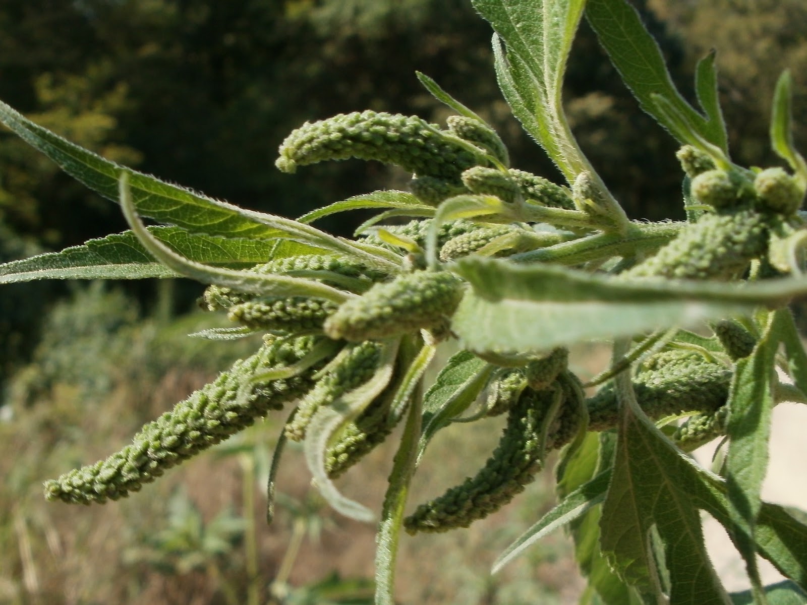 Second-Growth Timber: Ragweed