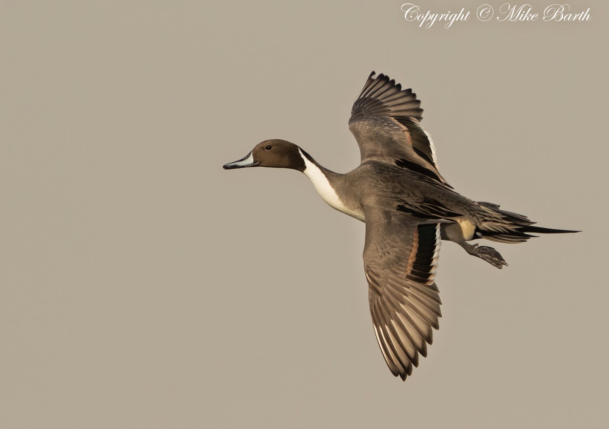 Desert Ducks | Focusing on Wildlife