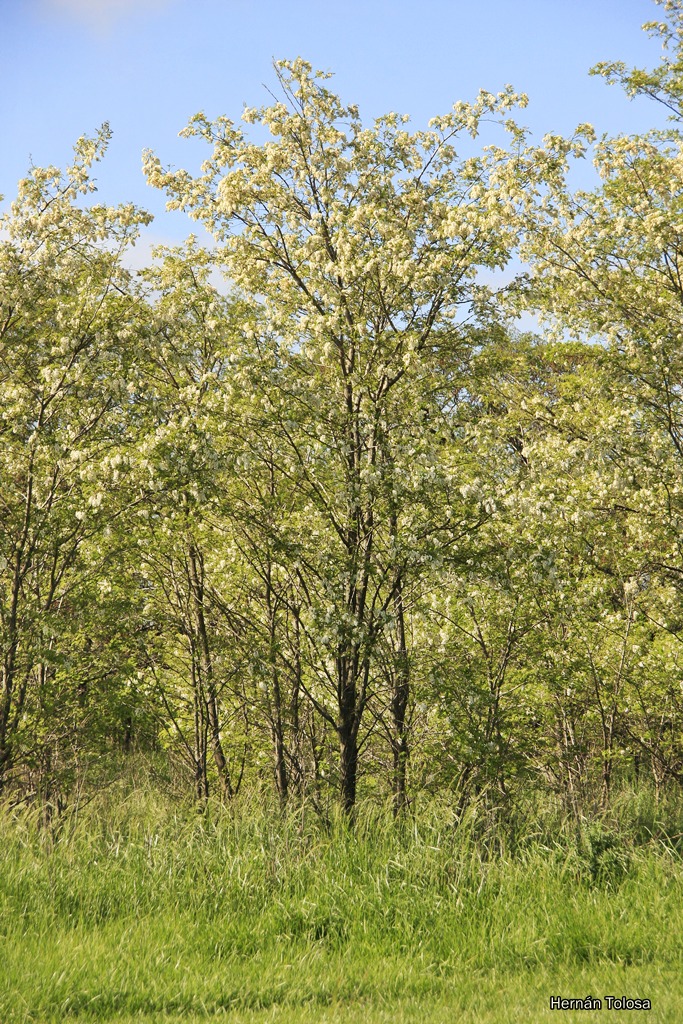 Flora Bonaerense: Acacia blanca (Robinia pseudoacacia)