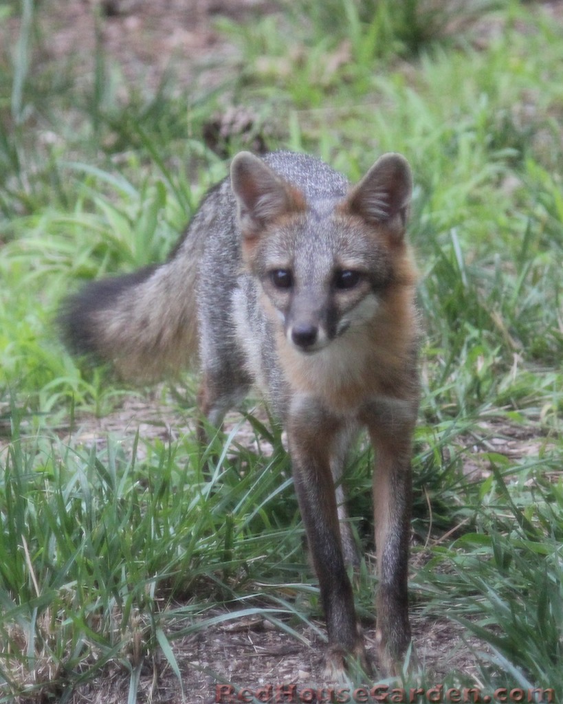 Red House Garden: Fox, Gray Fox
