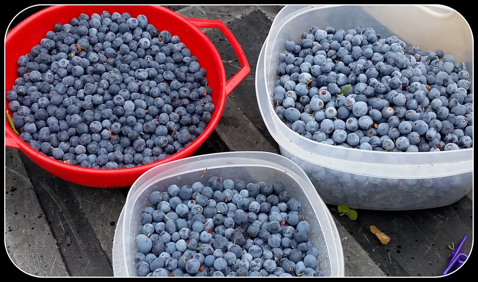 Picking Alaska Wild Blueberries