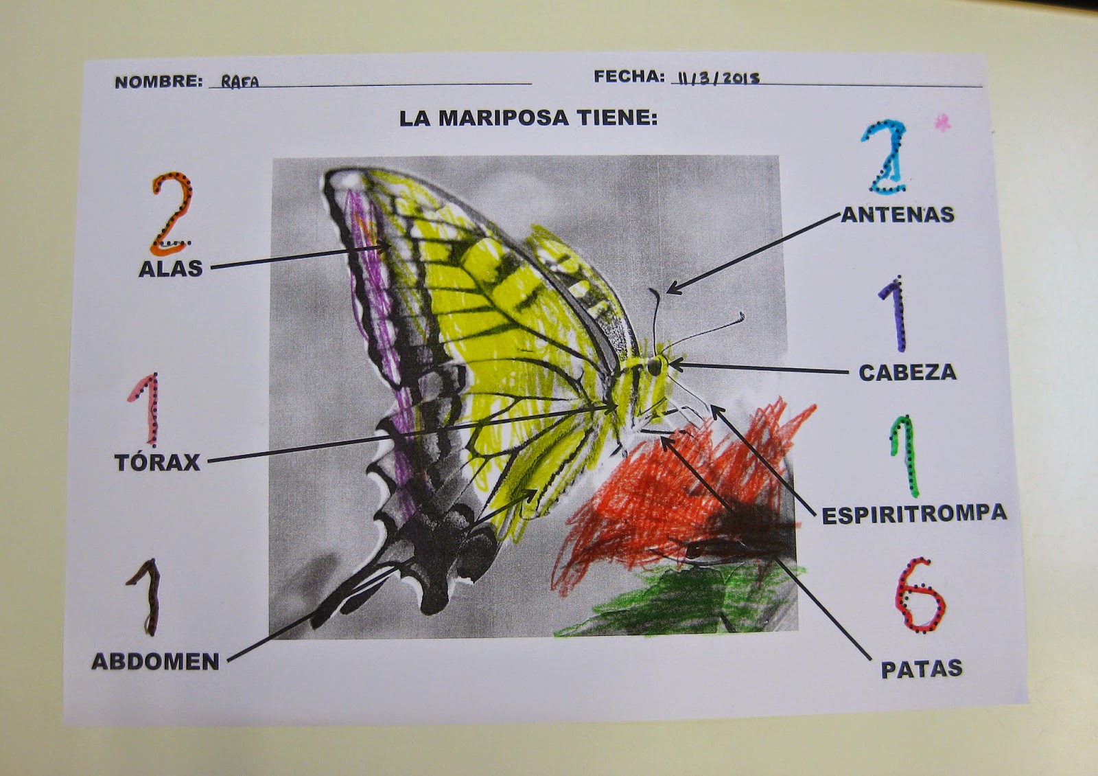 Trabajando con personitas: Las partes de la MARIPOSA