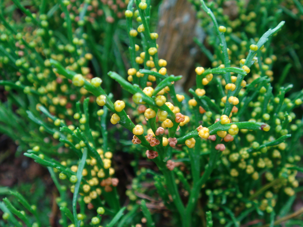Sistemática y Biodiversidad: REINO PLANTAE