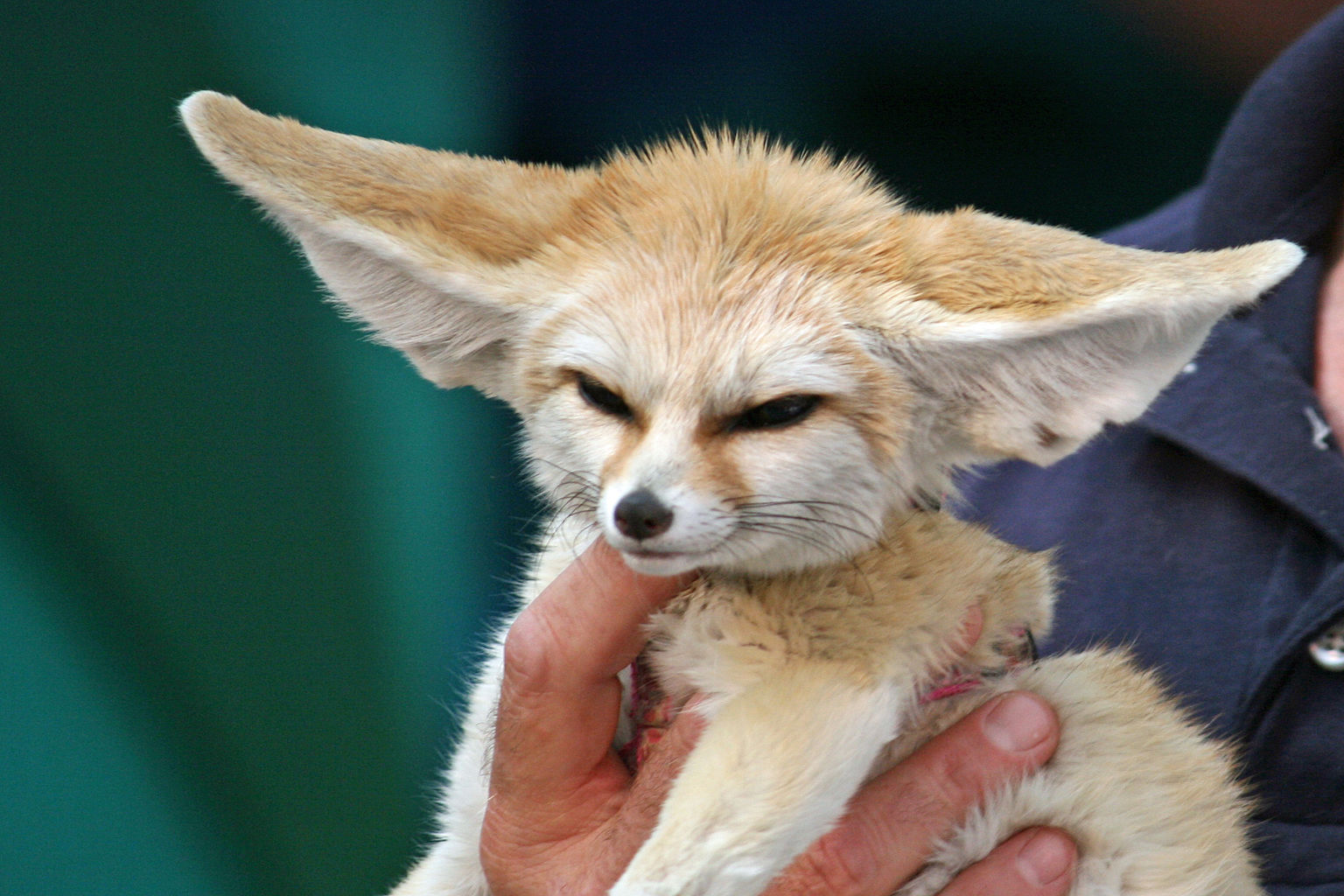 Murder is Everywhere: The Strange Case of the Desert Fox