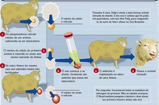 Bio & Geo, Tudo o Que Precisas de Saber!: 100% Clonagem