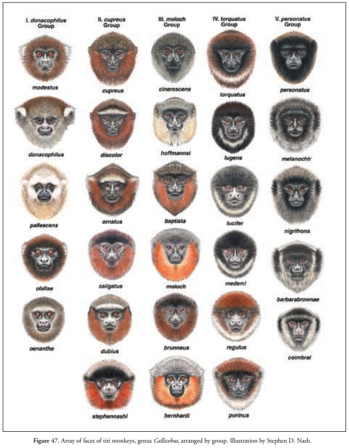 Species New to Science: [Mammalogy • 2002] A taxonomic review of the ...