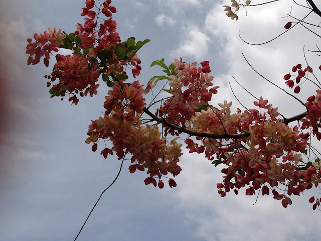 Aloha from Hawaii: Rainbow Shower trees in the Rainbow state of Hawaii.
