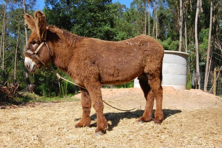 Lusitaniae Castrum: O Burro Lanudo de Miranda do Douro