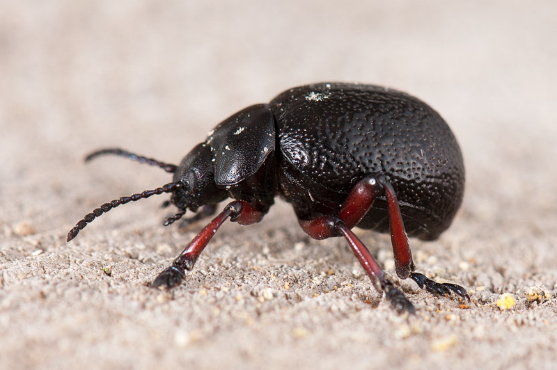 Observando la naturaleza: Ciclo deTimarcha espanoli, un endemismo del ...