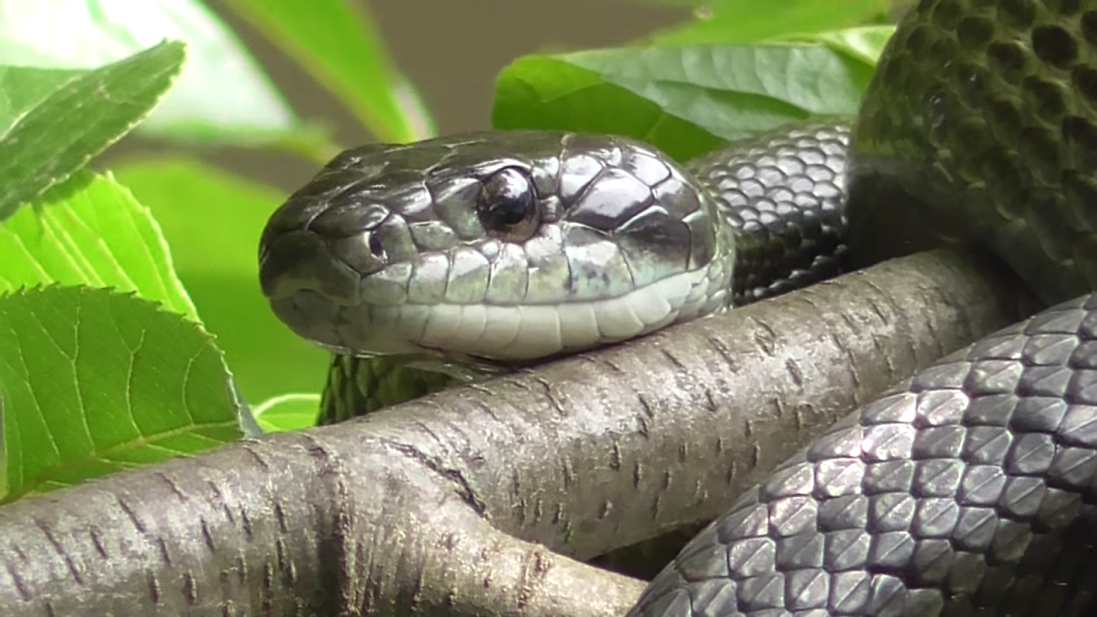 Japanese rat snake (Elaphe climacophora)