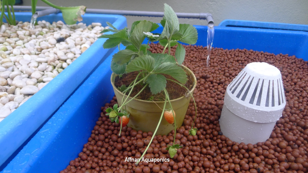Affnan's Aquaponics: Equatorial Lowland Strawberry Project- Ride for ...