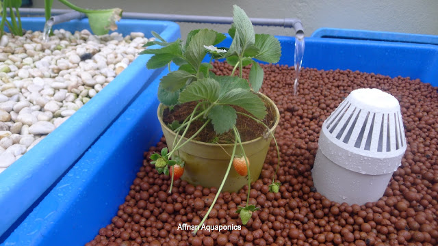 Affnan's Aquaponics: Equatorial Lowland Strawberry Project- Ride for ...