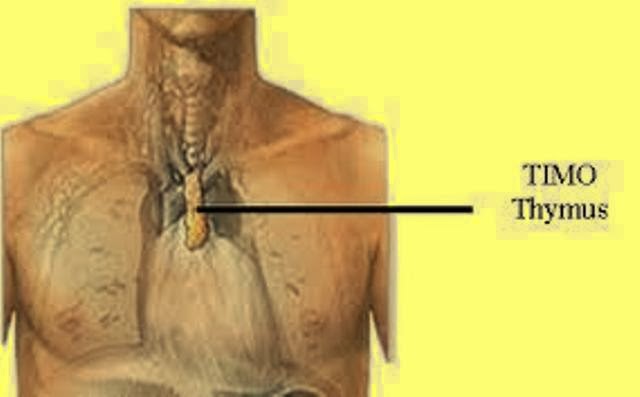 REIKI MASTER GALICIA Comunidad: GLANDULA TIMO