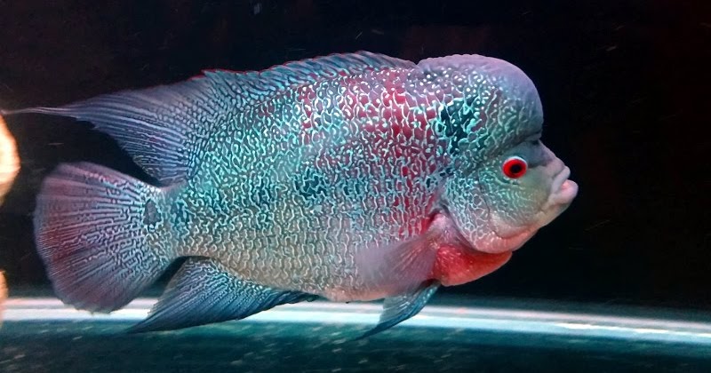 Journey Of Flowerhorn (Louhan): Louhan Rainbow King