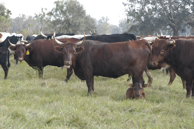 BRG's Daily Dose: Weekly Wrap: Gerard Butler, Unsubscribr, Naked Men ...