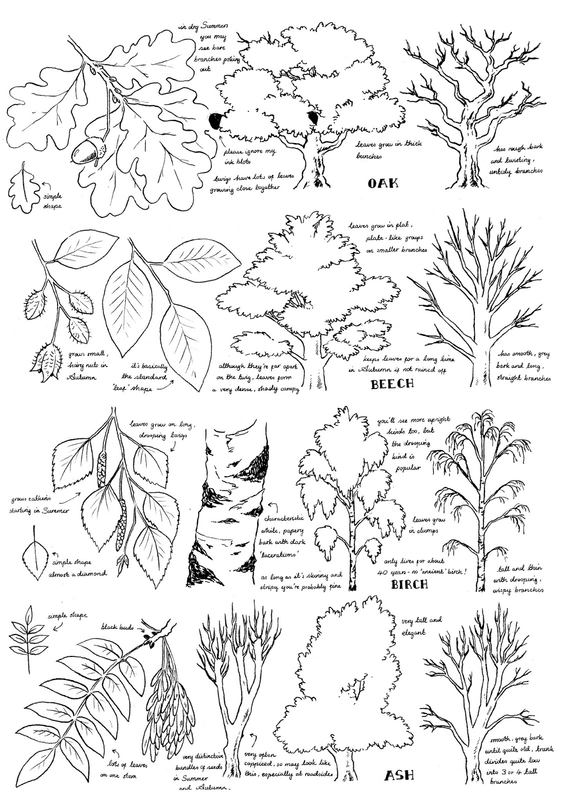 Sarah Fogg Illustration: Some Common British Trees