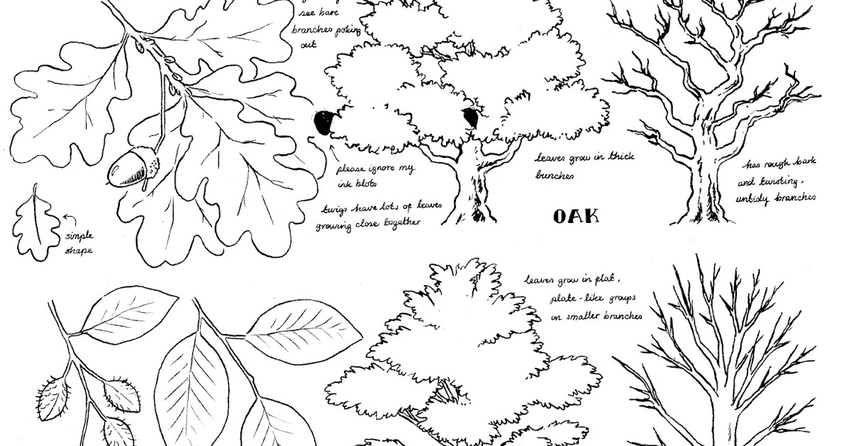 Sarah Fogg Illustration: Some Common British Trees