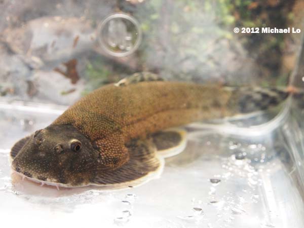 The rainforests of Borneo & Southeast Asia: Fishes of Upper Segama ...