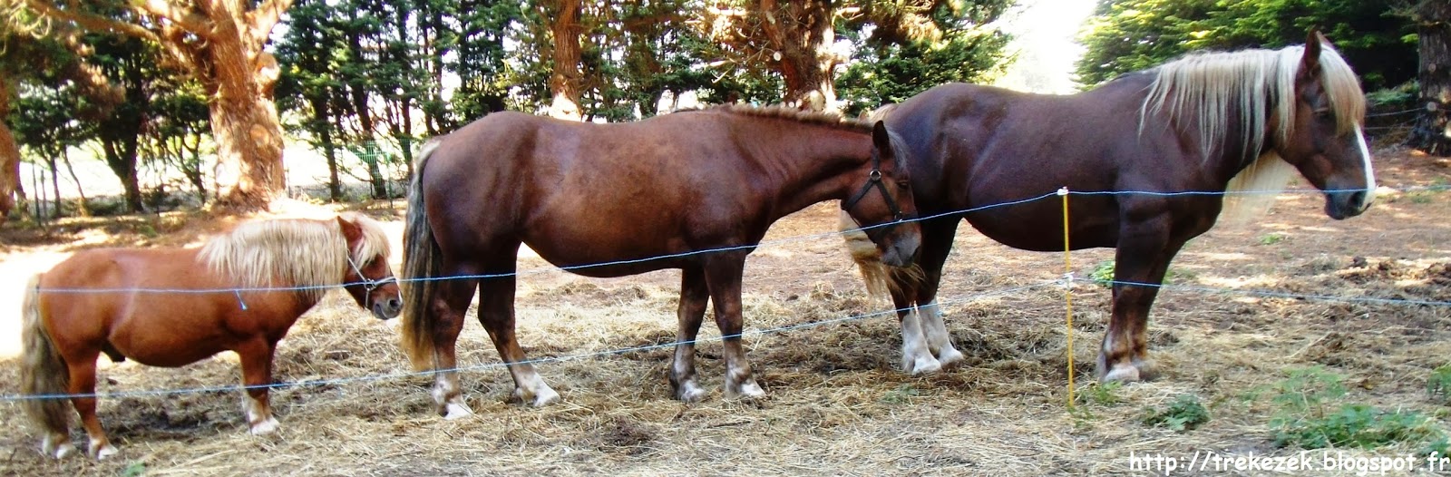 Trekezek - Le Cheval Breton: L'âge du cheval