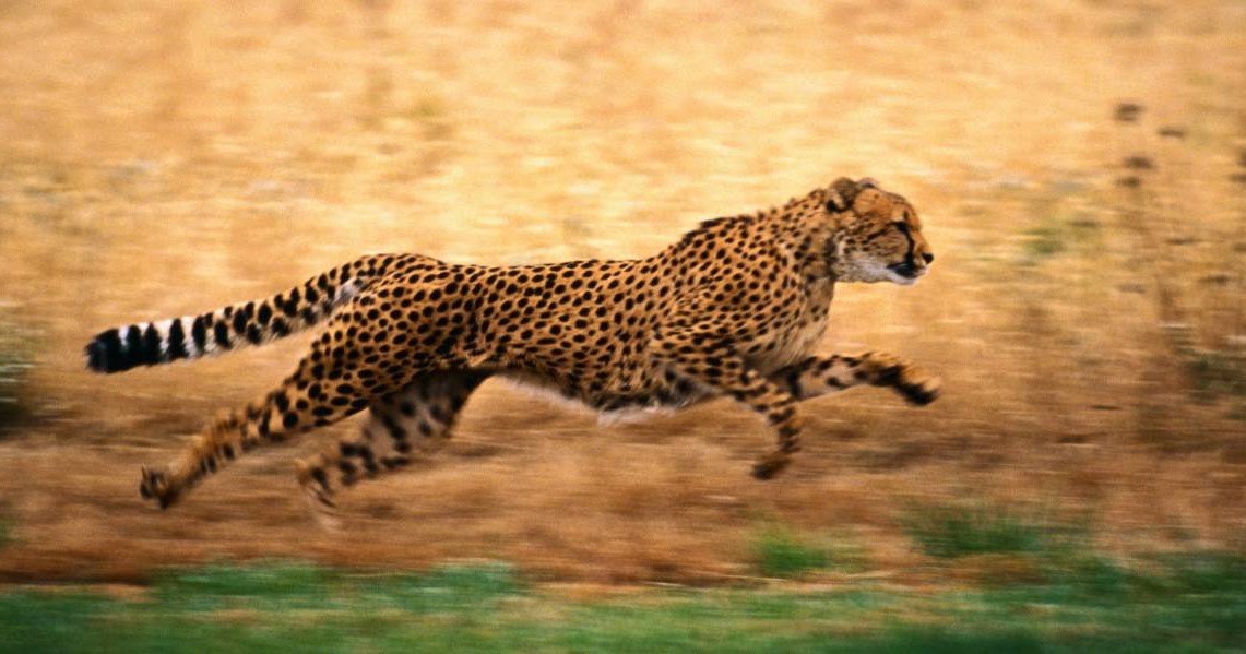 El movimiento | Funciones biológicas (III) - Biología