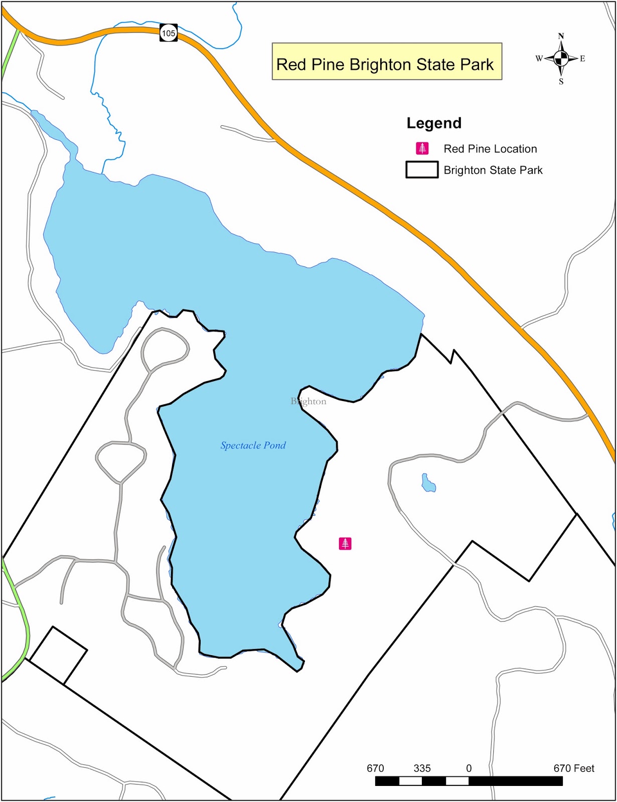Record Red Pine at Brighton State Park