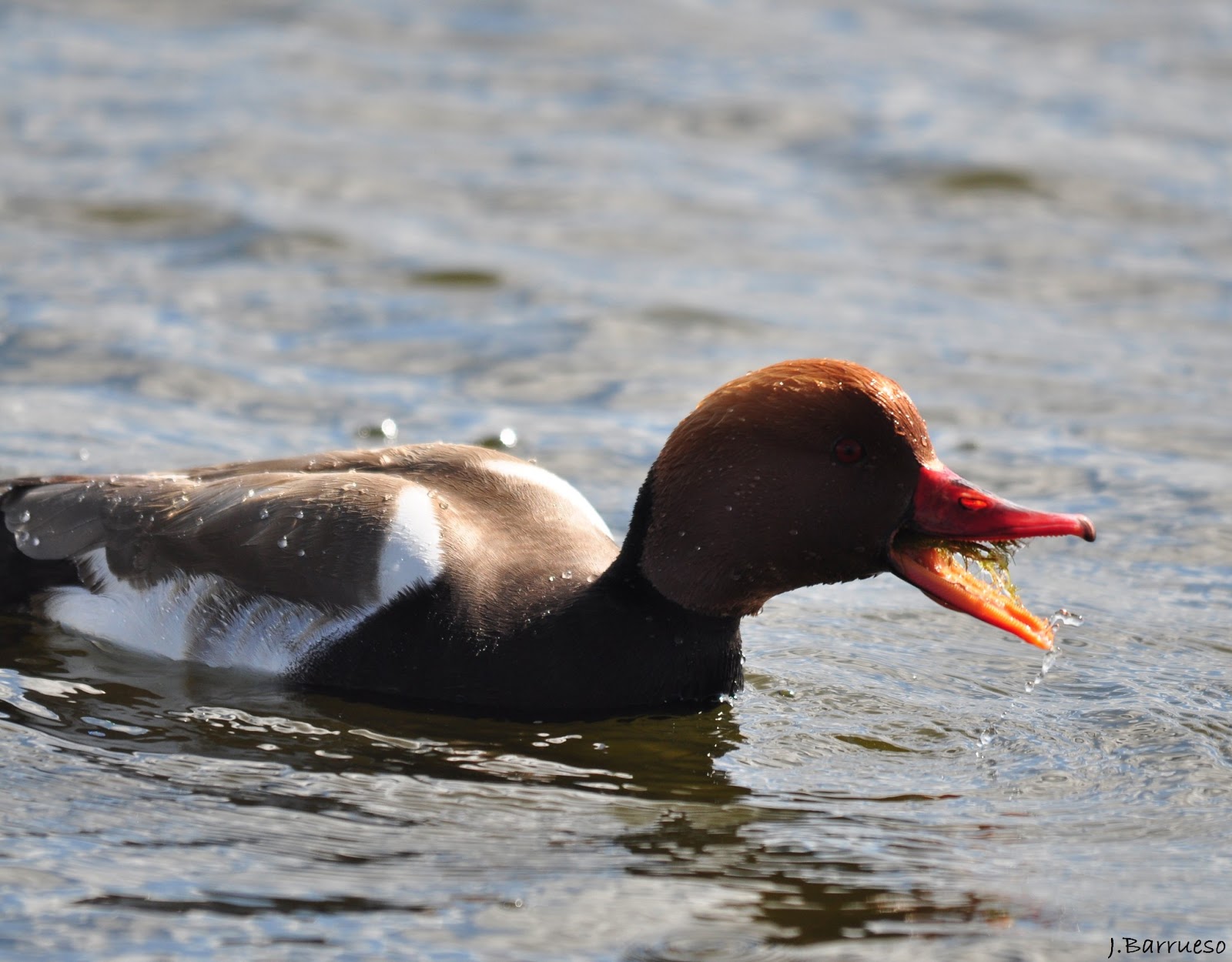 De paseo por la naturaleza: Tablas de Daimiel II: el pato colorado.