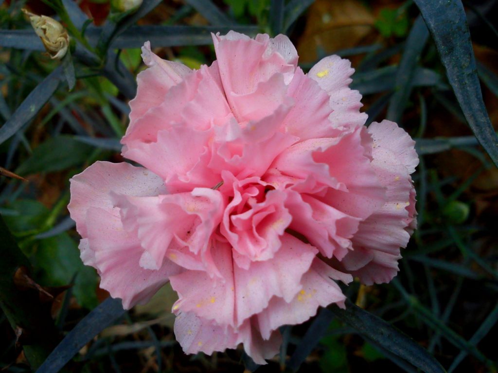 Nature and walks: Pink: A flower for cancer