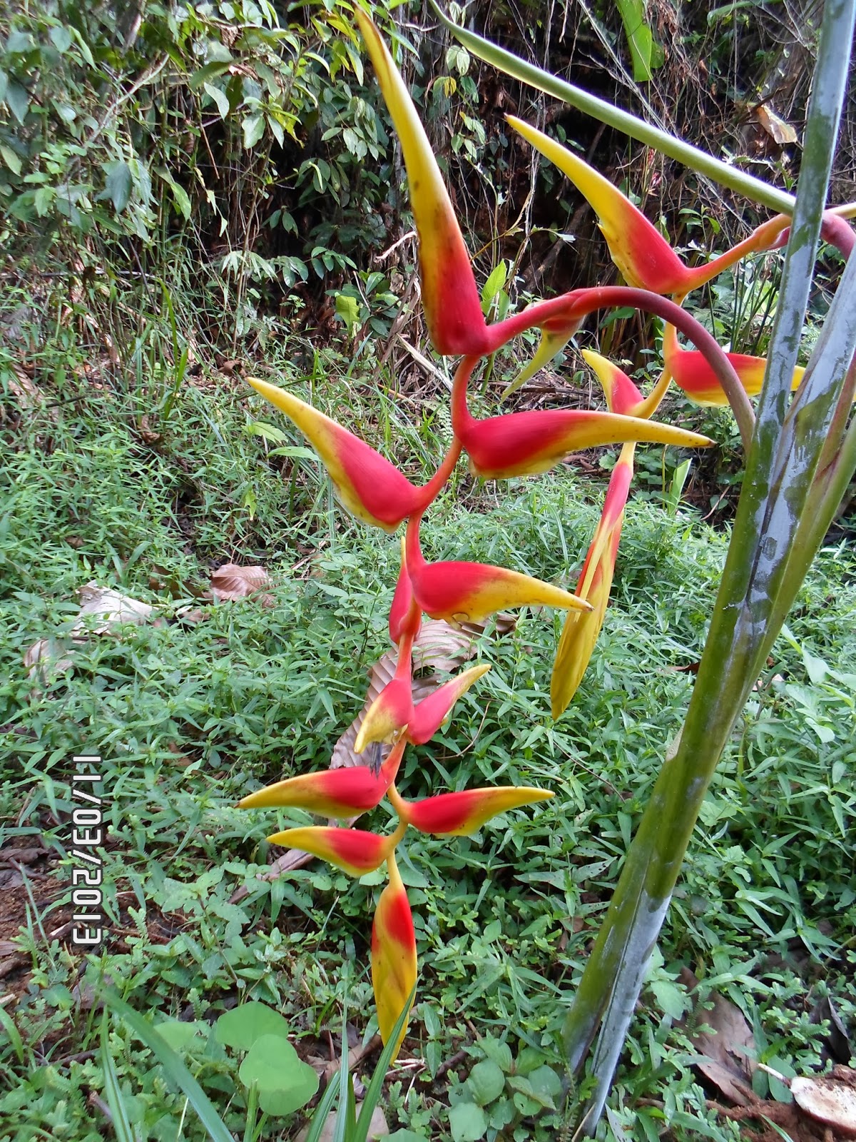 ASEAGROH, HELICONIAS, PLATANILLO: 2014