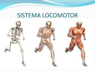 INFORMÁTICA EDUCATIVA : DESCUBRIENDO LOS MOVIMIENTOS APARATO LOCOMOTOR