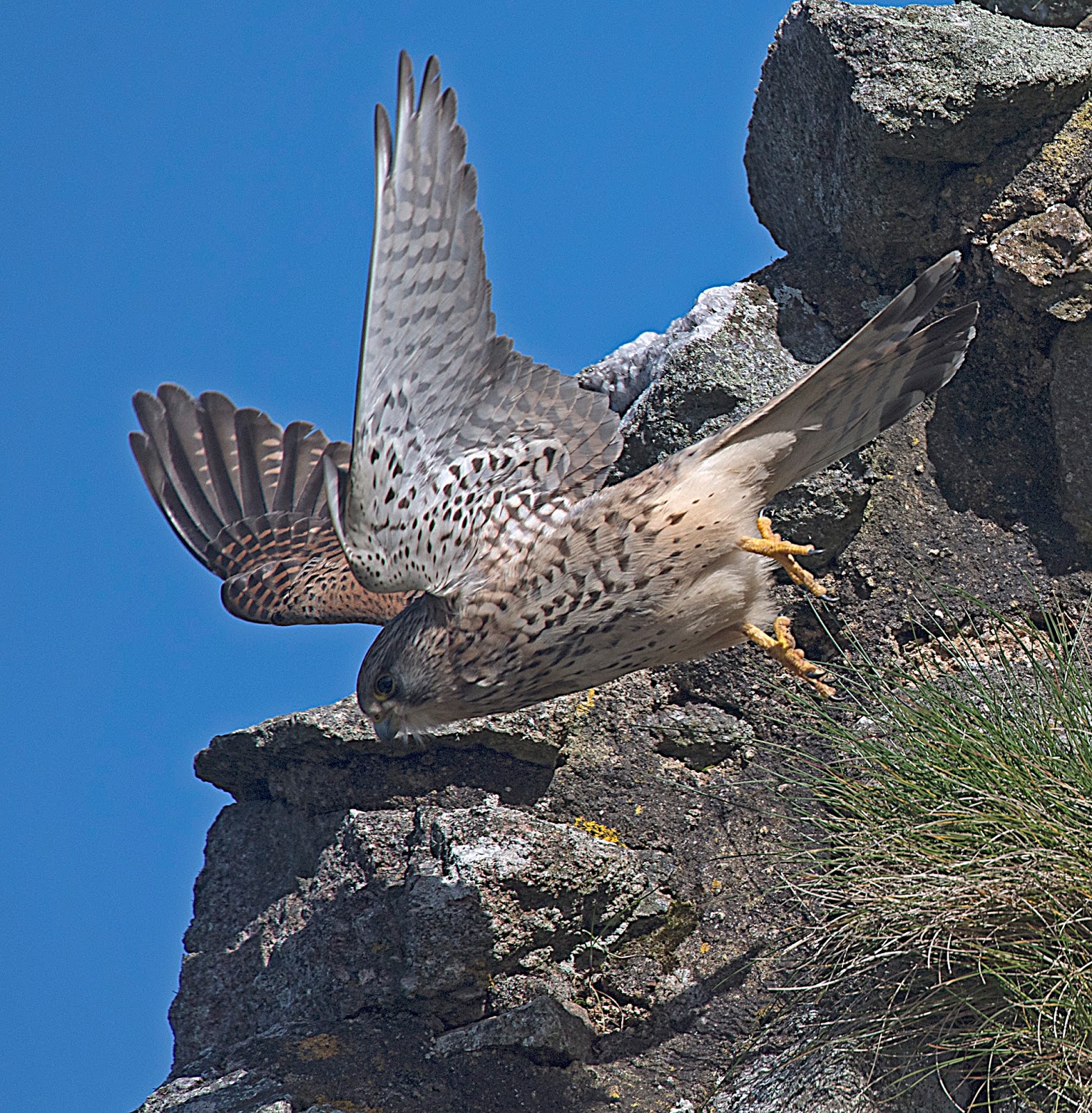 Alan James Photography : Female Kestrel Portraits