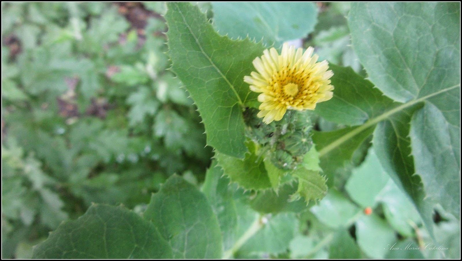 Lumea văzută din Turda: Susai (Sonchus arvensis si Lactuca serriola L)