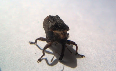 jml: É O BICHO BICUDO DA GOIABA!!!!