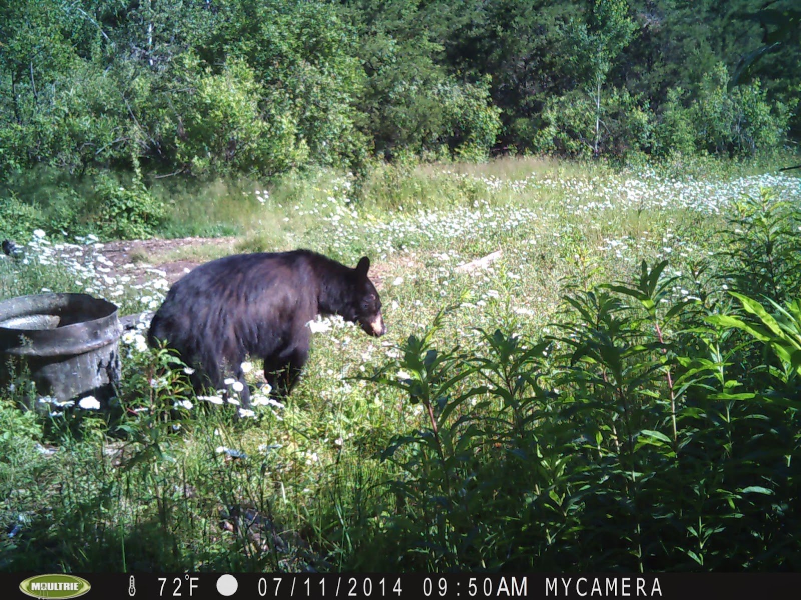 Black Bear Lodge Blog: Trail cam photos