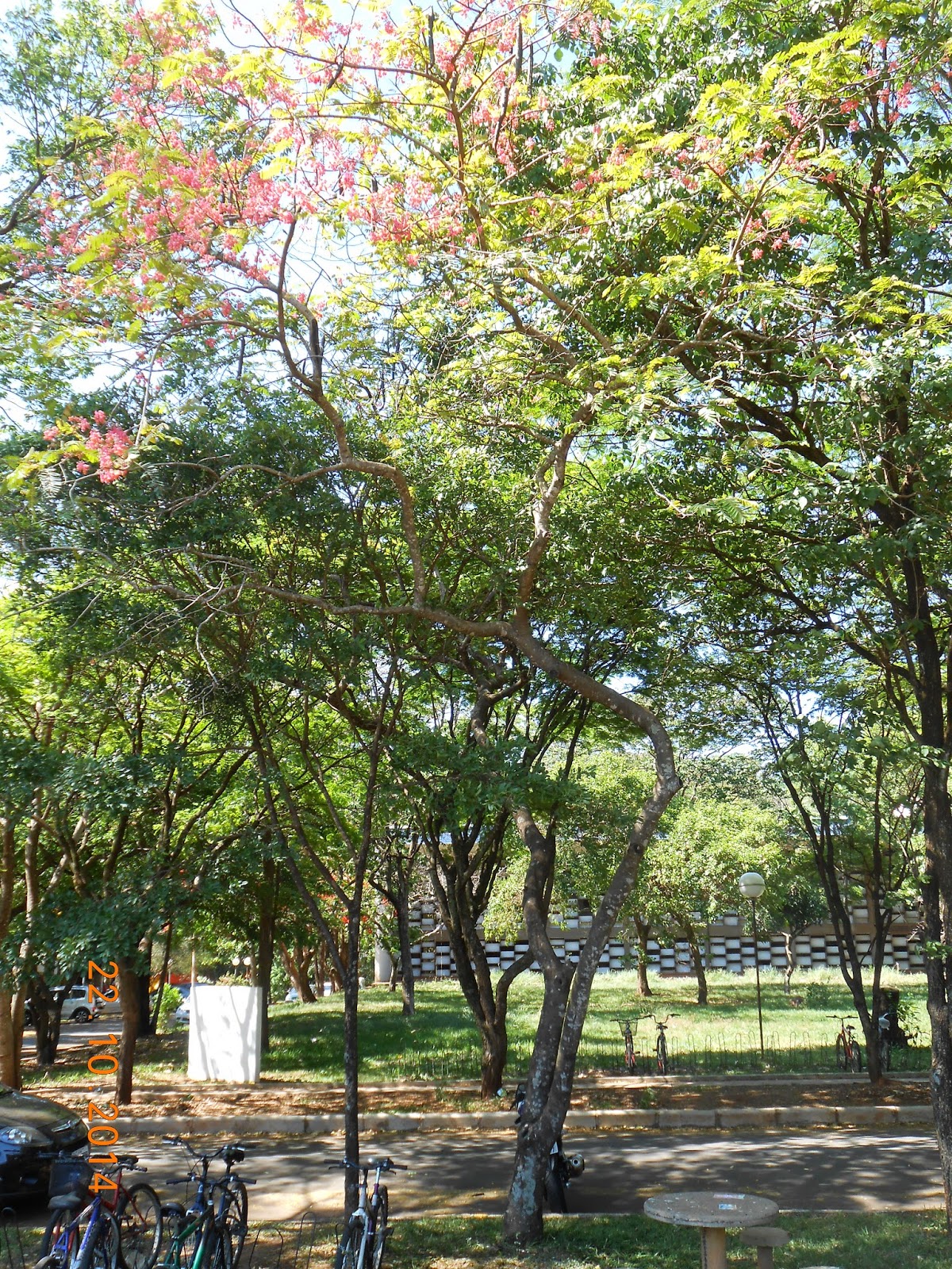 Árvores de Assis: Cássia-rosa