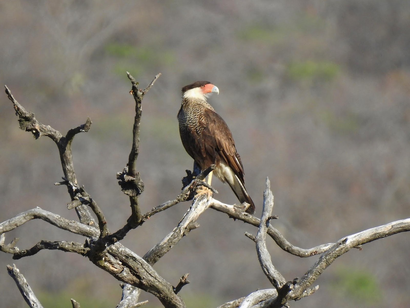 Travel with Kevin and Ruth: First thing we saw was Mexico's national bird