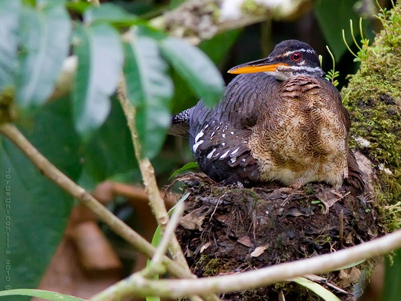 El ojo del buitre: Ave del Sol (Eurypyga helias)