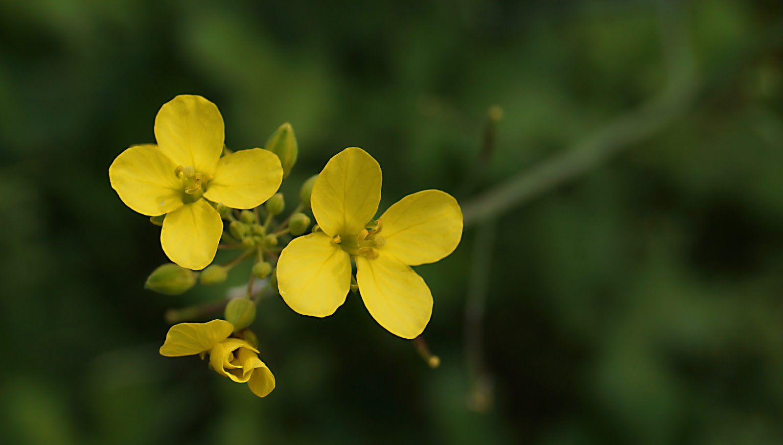 NixPixMix: CANOLA FLOWERS