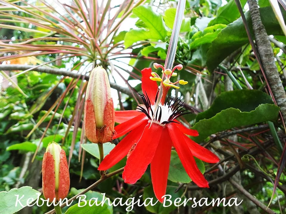 Kebun Bahagia Bersama: BUNGA WARNA MERAH