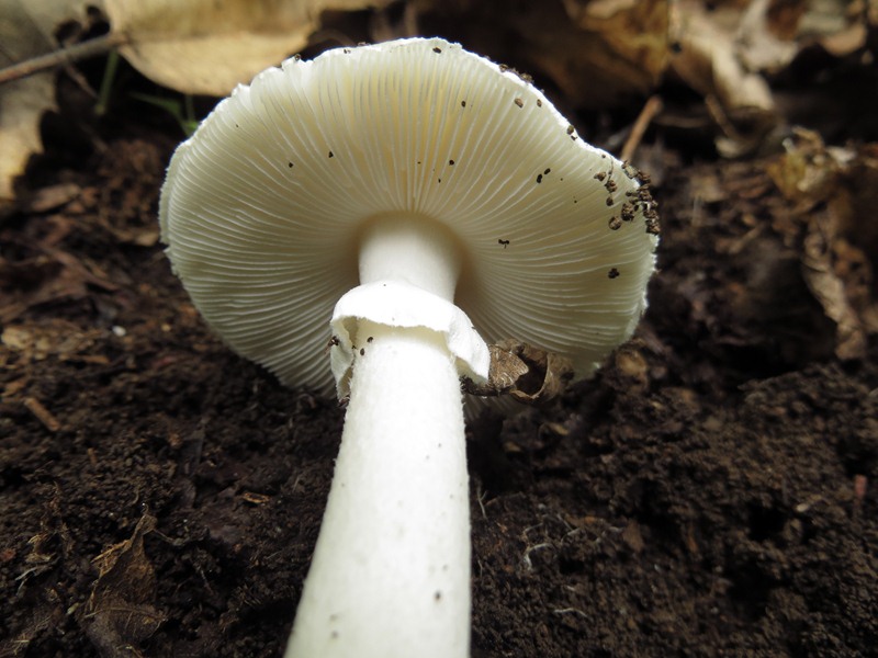 Funghi e Natura ai Castelli Romani : Amanita verna